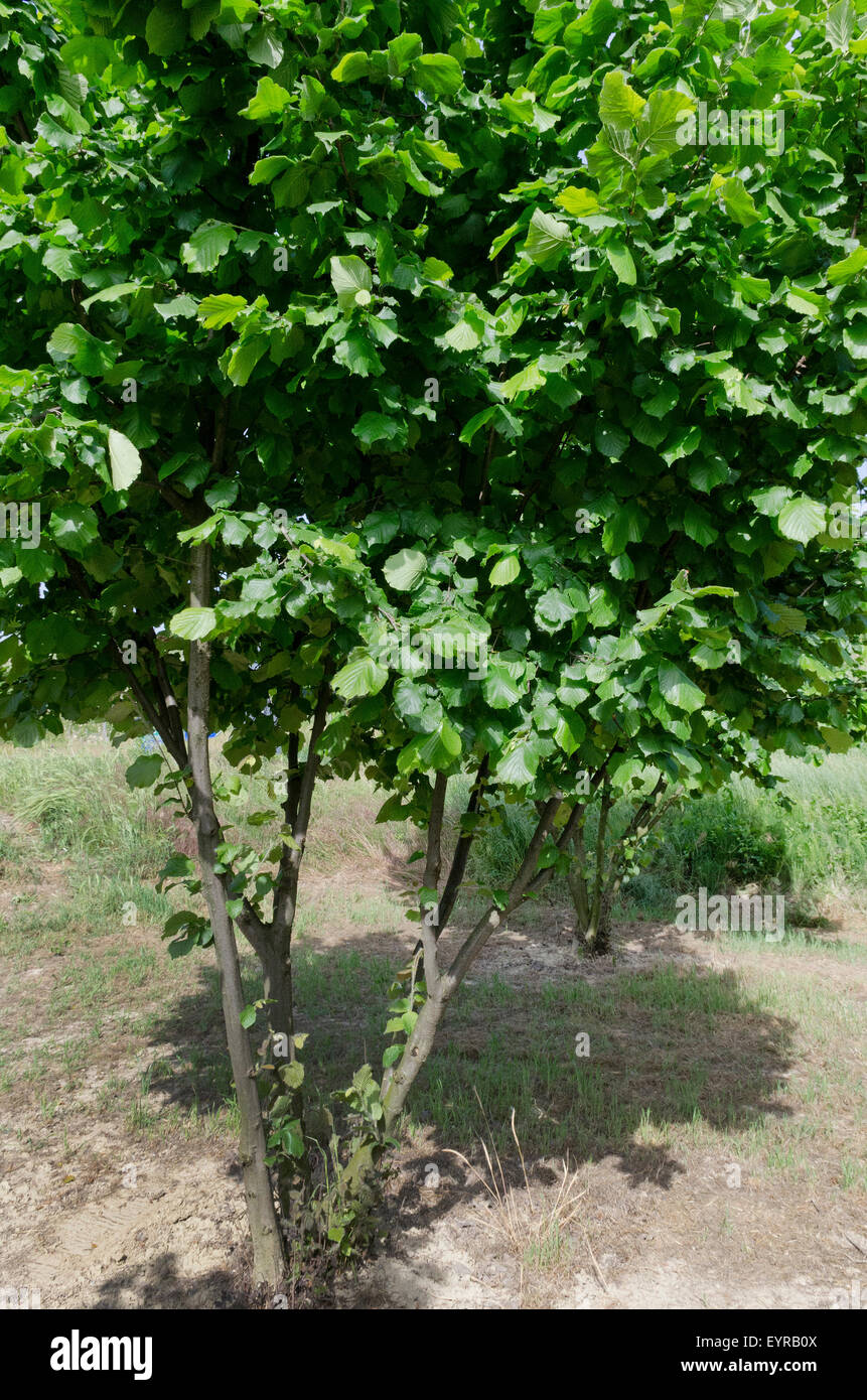 Tree hazelnut hi-res stock photography and images - Alamy