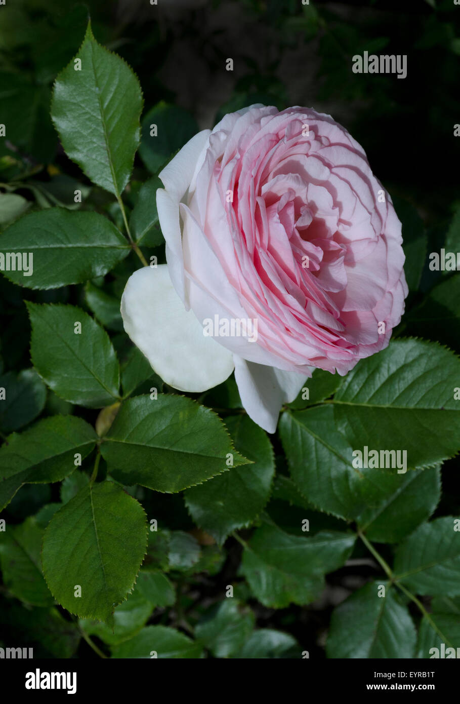 Rose Pierre de Ronsard Stock Photo - Alamy