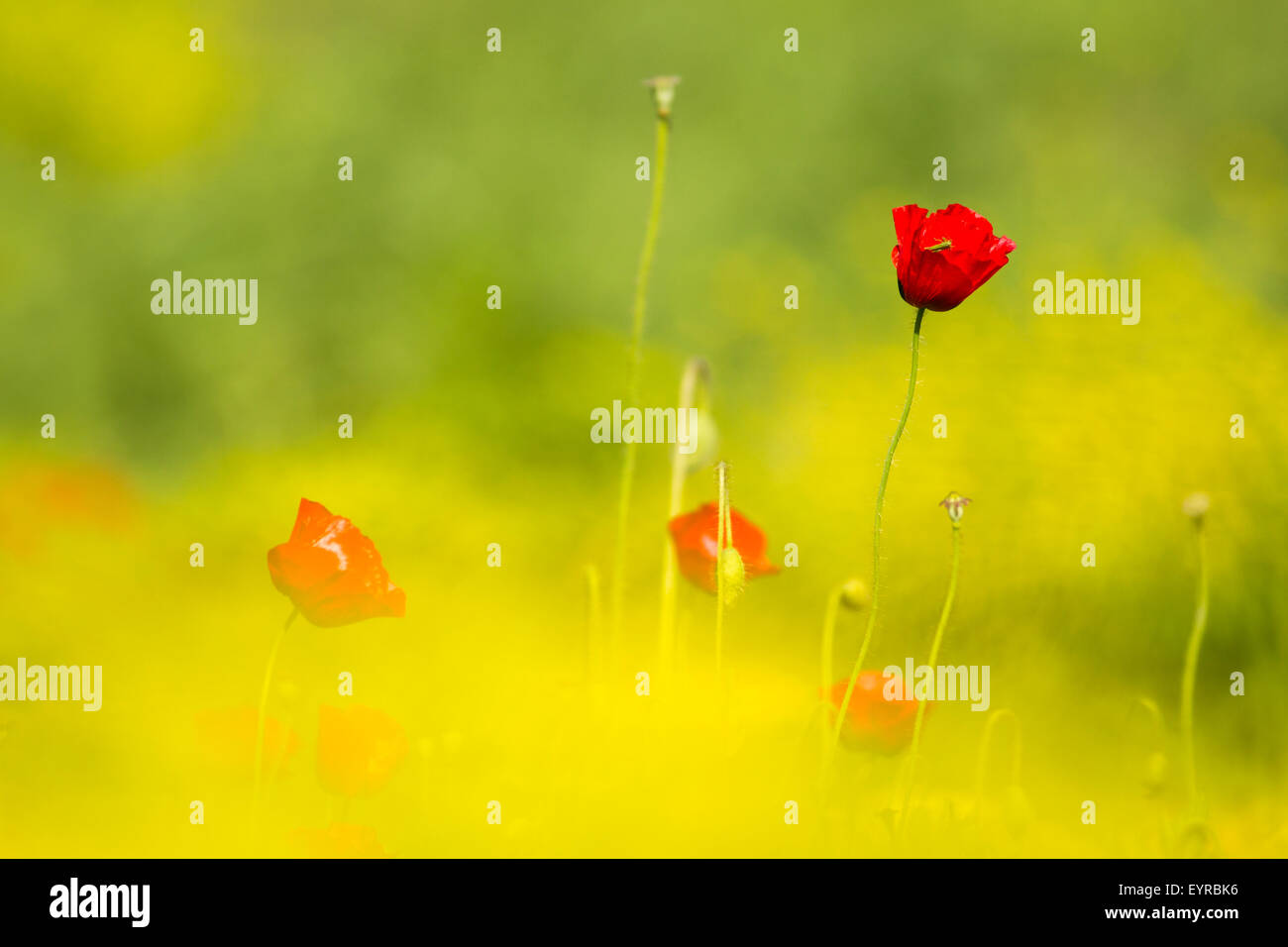 Red wild poppies in a green field Stock Photo - Alamy