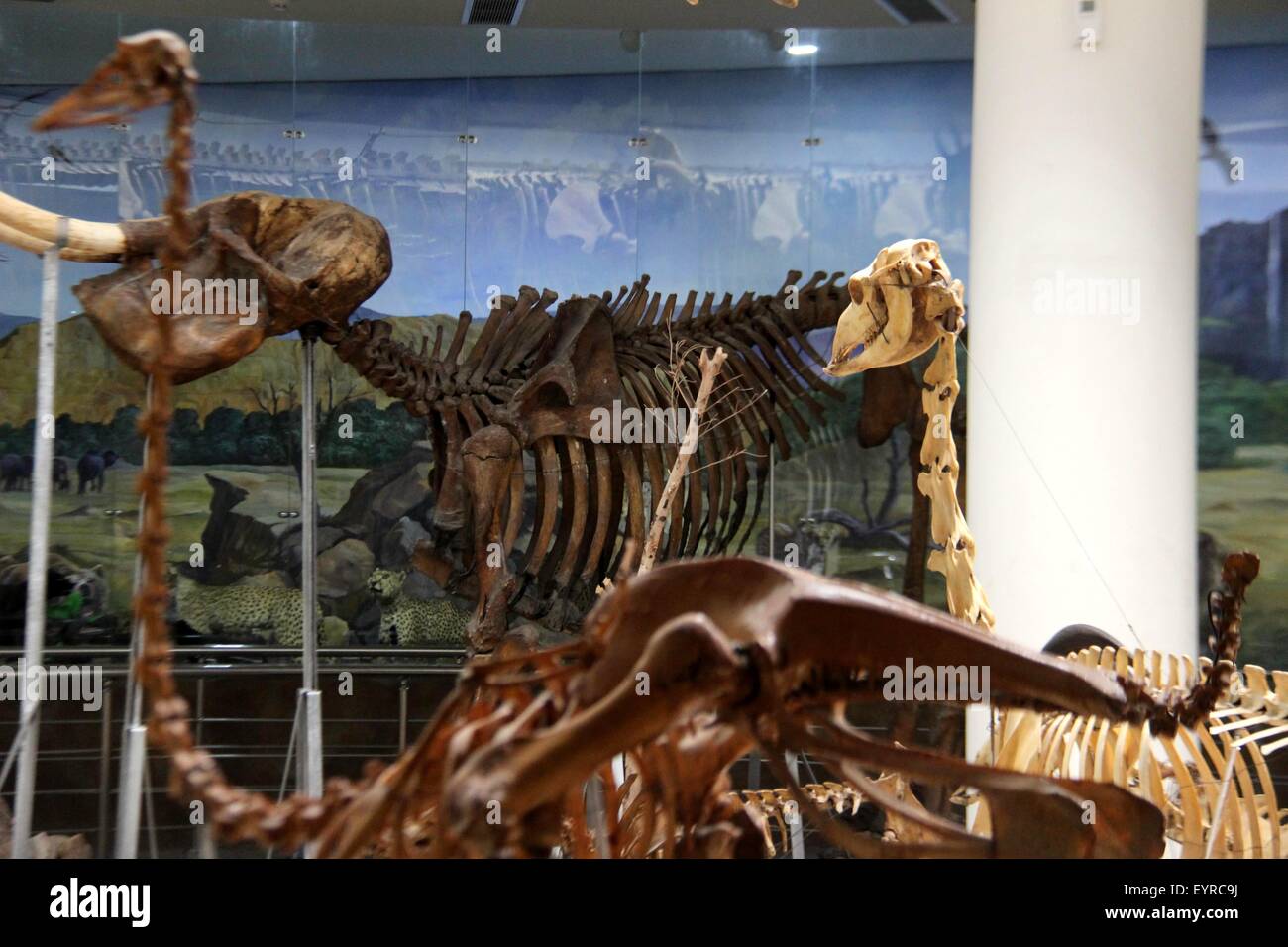 Cairo, Egypt. 2nd Aug, 2015. The remains of ancient animals are seen at ...