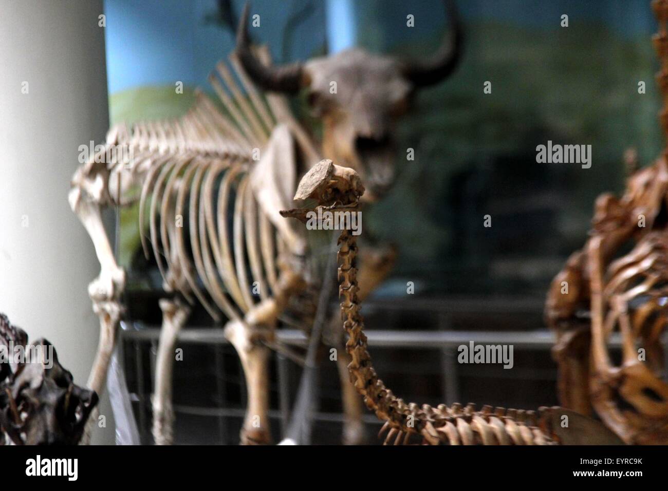 Cairo, Egypt. 2nd Aug, 2015. The remains of ancient animals are seen at ...