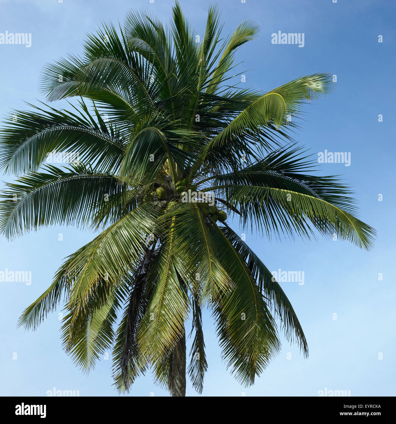 Large palm tree in the blue sky Stock Photo - Alamy