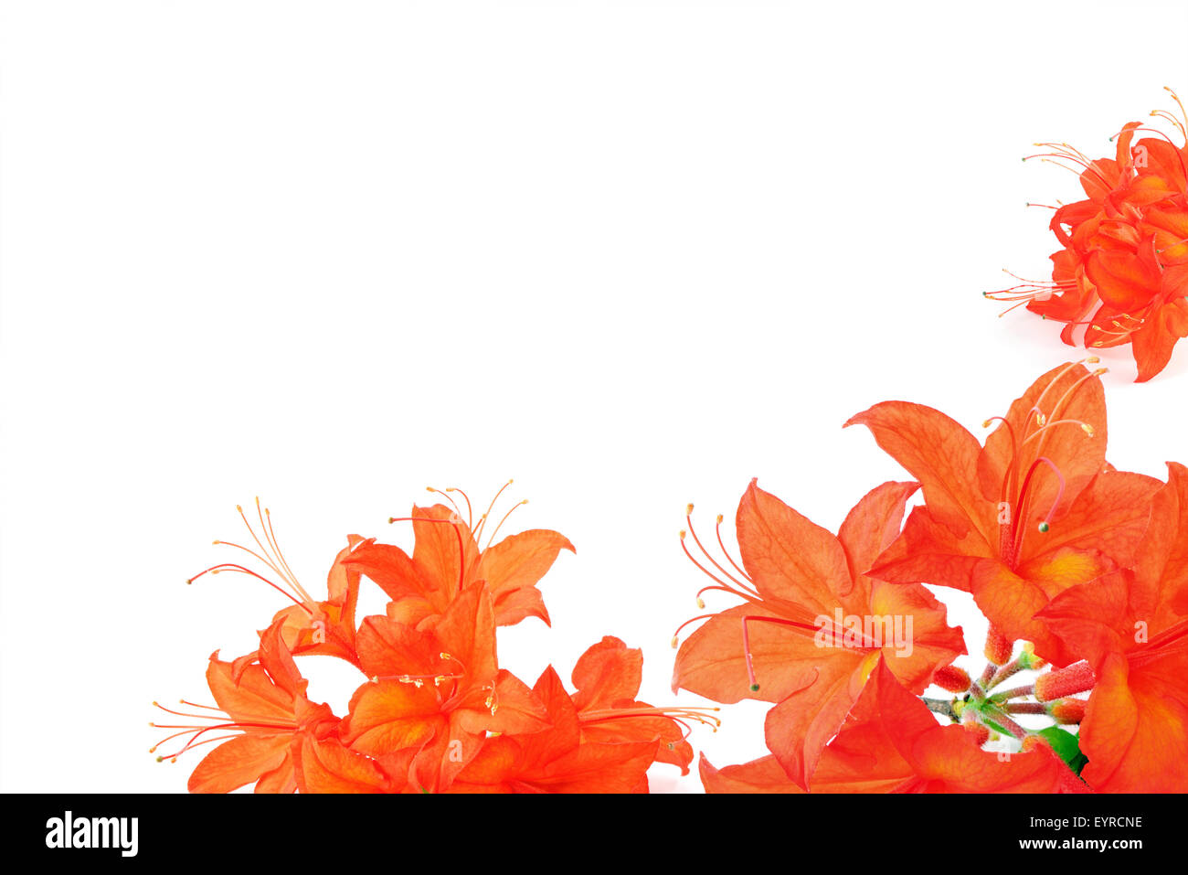 Azalea frame hi-res stock photography and images - Alamy