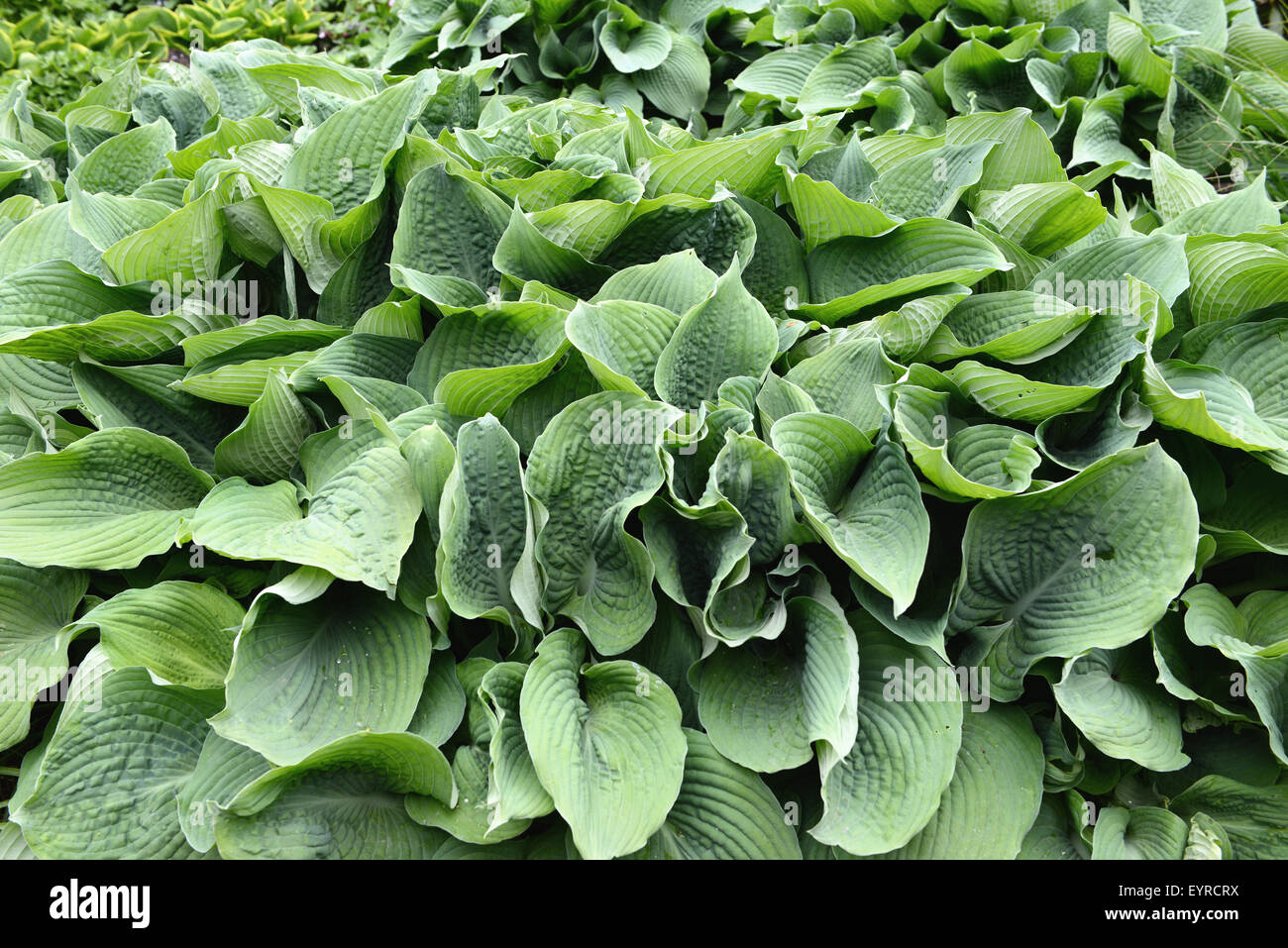 green hostas plant in a park Stock Photo - Alamy