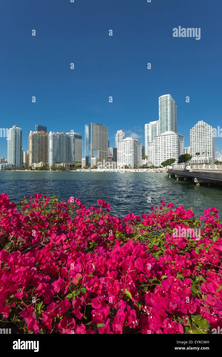 PINK BOUGAINVILLEA BLOSSOMS BRICKELL SKYLINE DOWNTOWN MIAMI FLORIDA USA ...