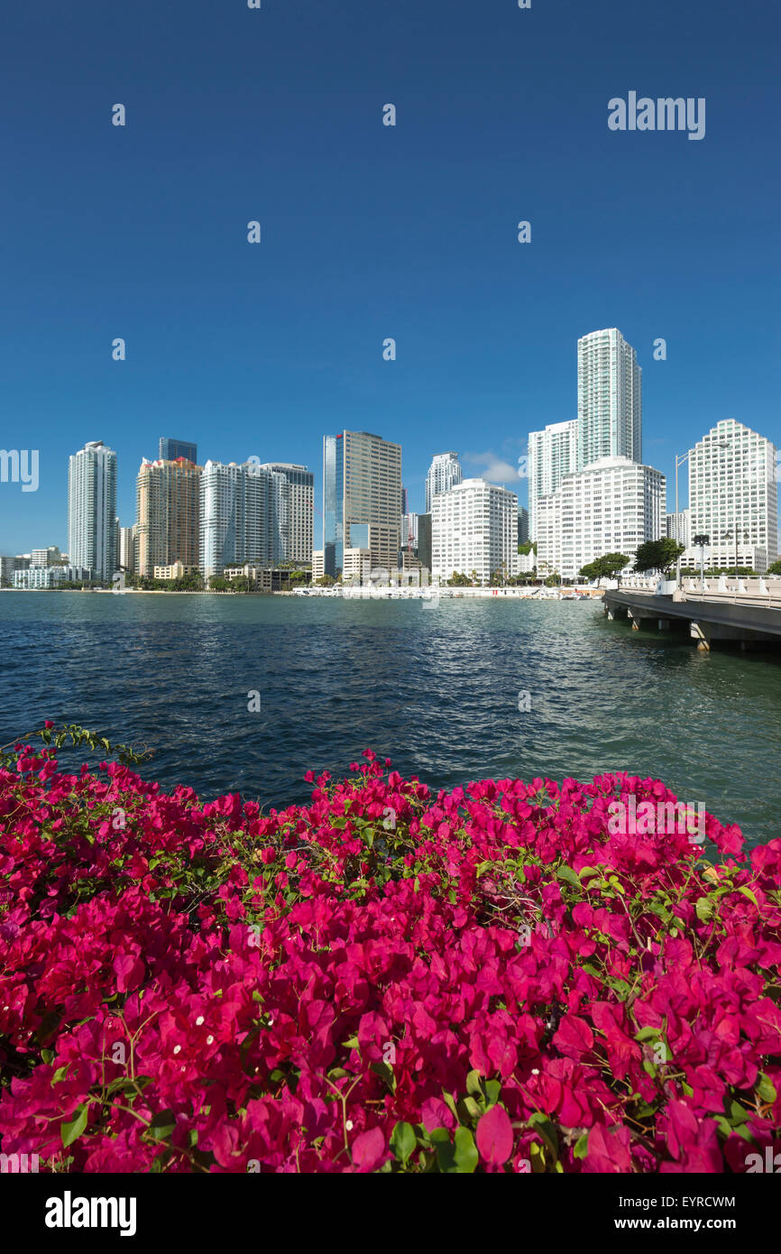 PINK BOUGAINVILLEA BLOSSOMS BRICKELL SKYLINE DOWNTOWN MIAMI FLORIDA USA ...