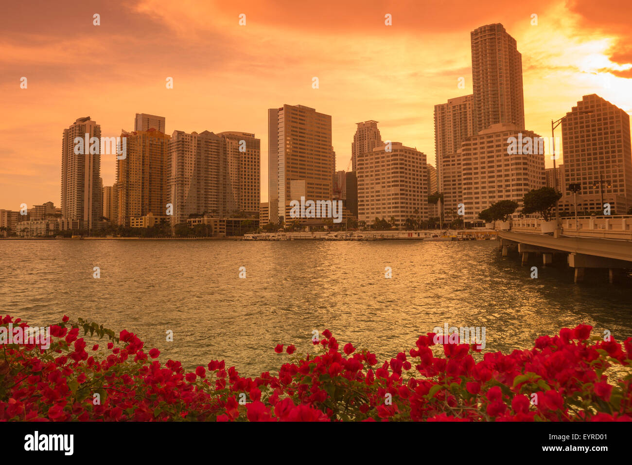 PINK BOUGAINVILLEA BLOSSOMS BRICKELL SKYLINE DOWNTOWN MIAMI FLORIDA USA ...