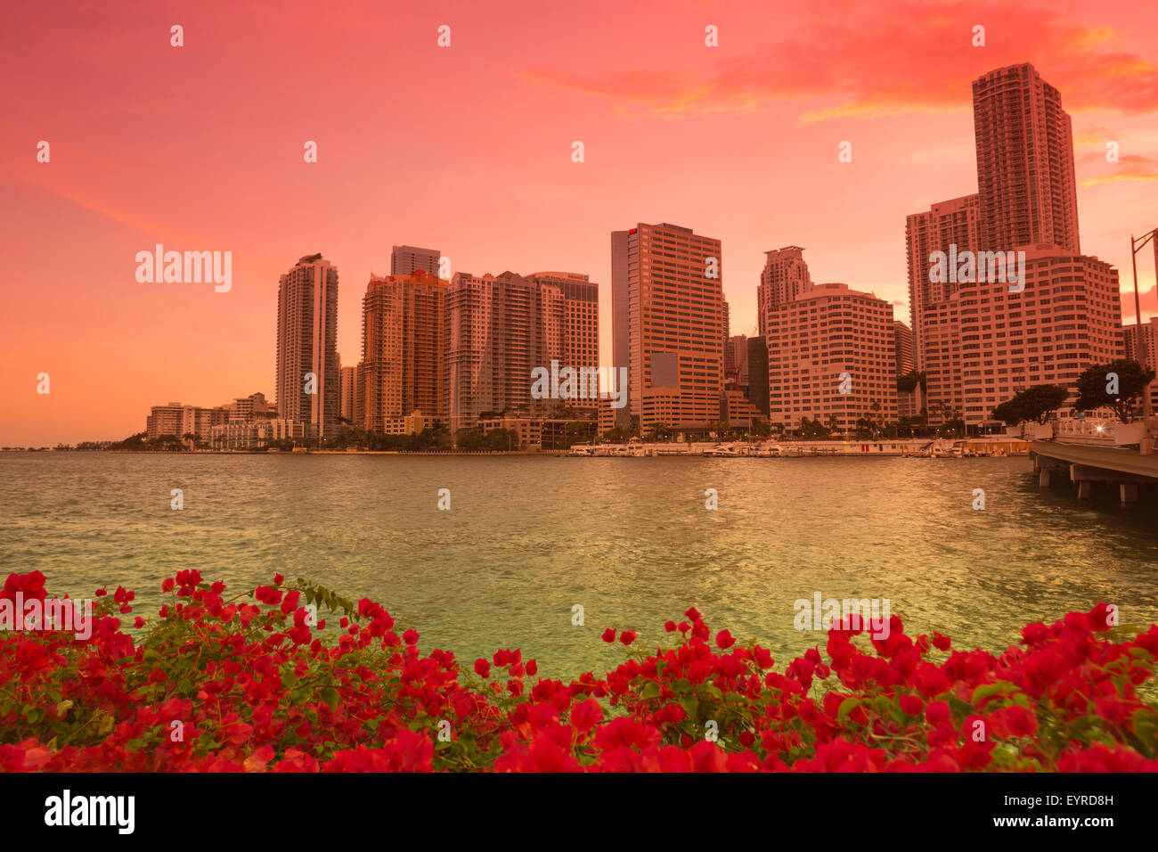 PINK BOUGAINVILLEA BLOSSOMS BRICKELL SKYLINE DOWNTOWN MIAMI FLORIDA USA ...