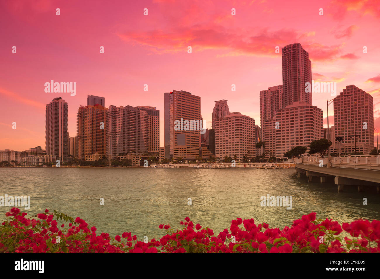 PINK BOUGAINVILLEA BLOSSOMS BRICKELL SKYLINE DOWNTOWN MIAMI FLORIDA USA ...