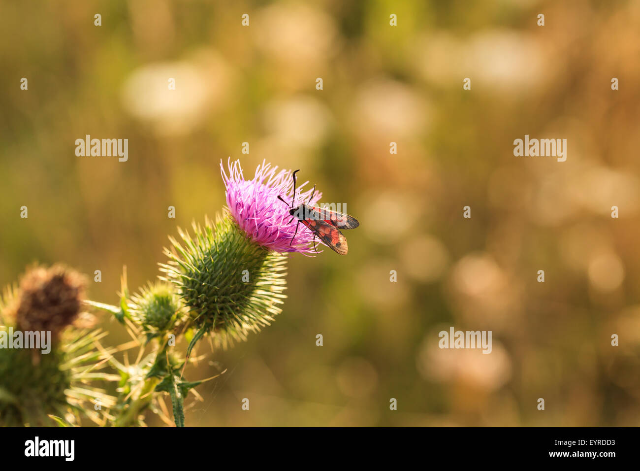 Moth black red spotted wings hi-res stock photography and images - Alamy