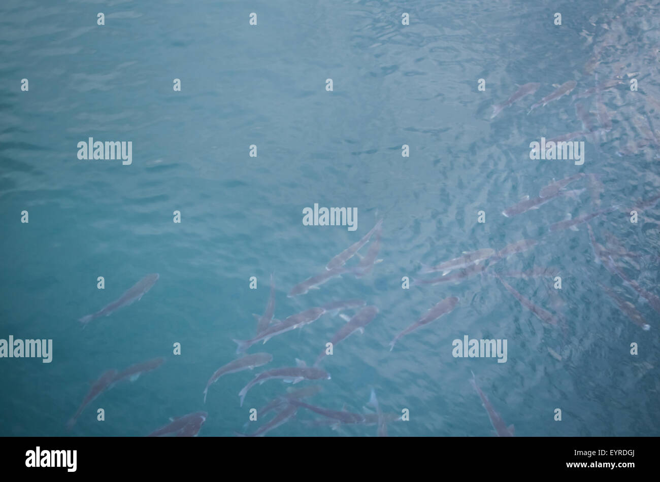 Shoal fish top view hi-res stock photography and images - Alamy