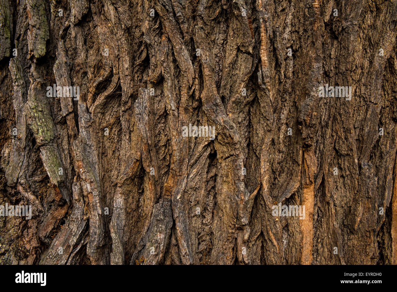 Close-up of tree brown bark, tree trunk Stock Photo - Alamy