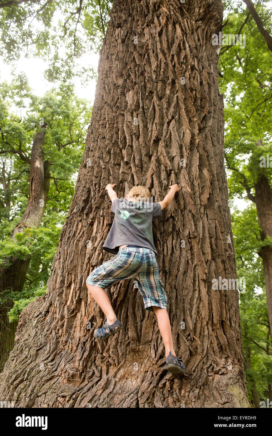 Child Boy Climbing Big Tree Stock Photo - Alamy