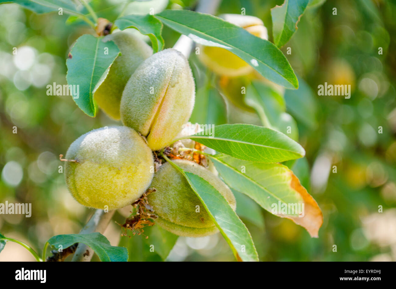 Butte Padre almonds in the hull, almond orchard in central California ...