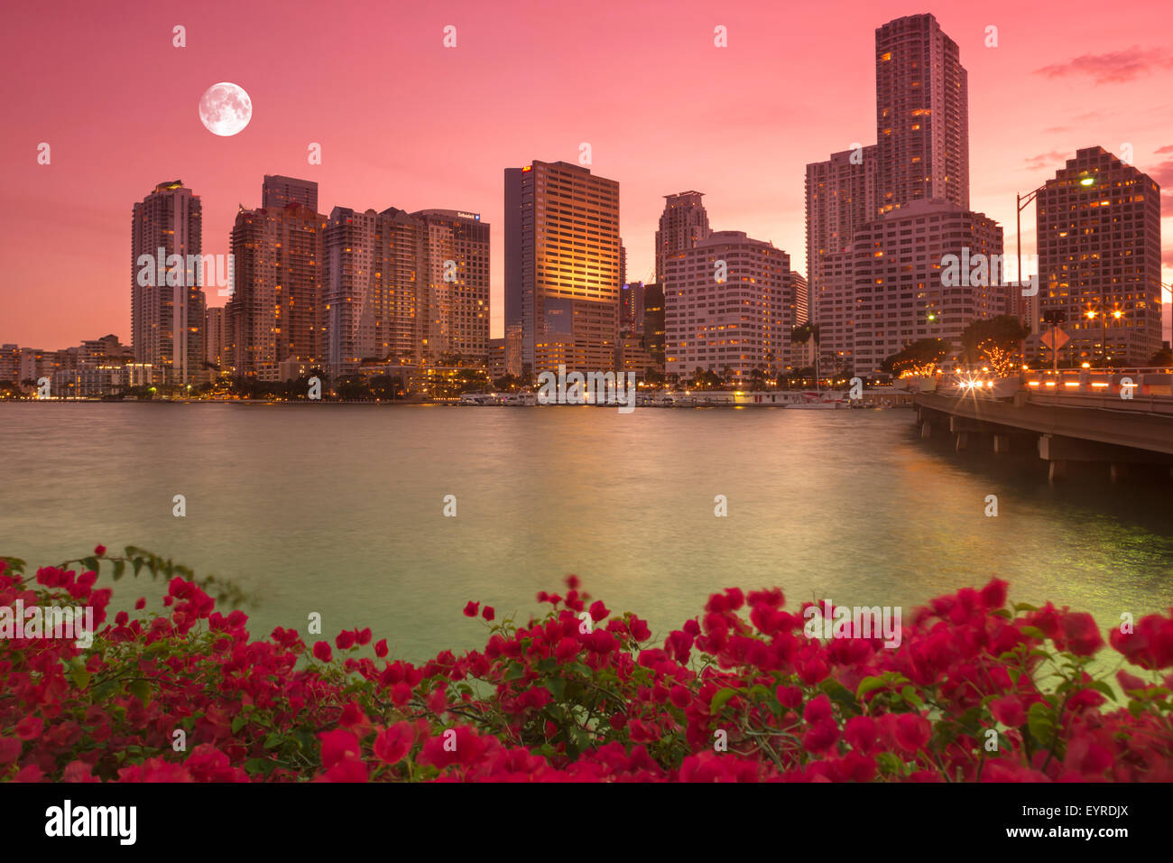 PINK BOUGAINVILLEA BLOSSOMS BRICKELL SKYLINE DOWNTOWN MIAMI FLORIDA USA ...