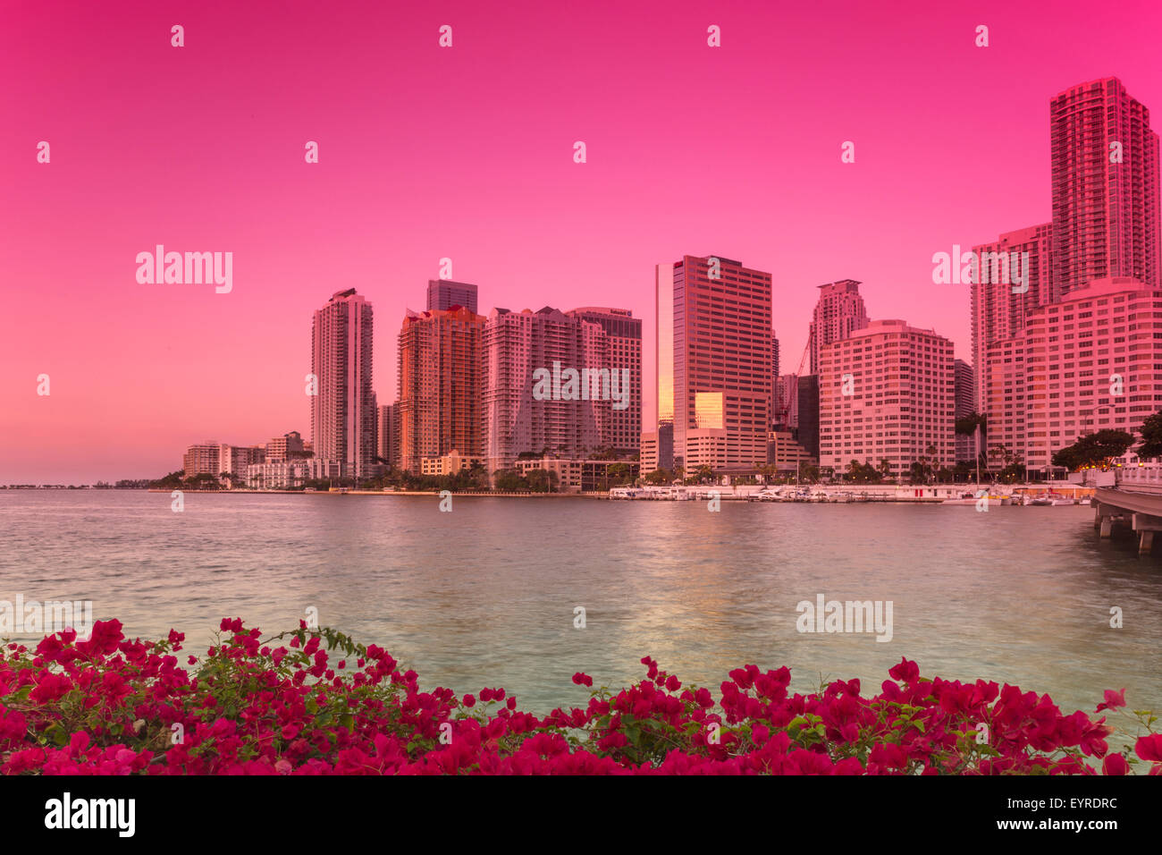 PINK BOUGAINVILLEA BLOSSOMS BRICKELL SKYLINE DOWNTOWN MIAMI FLORIDA USA ...