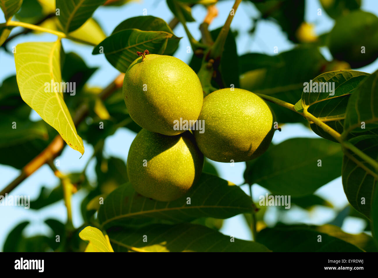Walnuts on the tree hi-res stock photography and images - Alamy