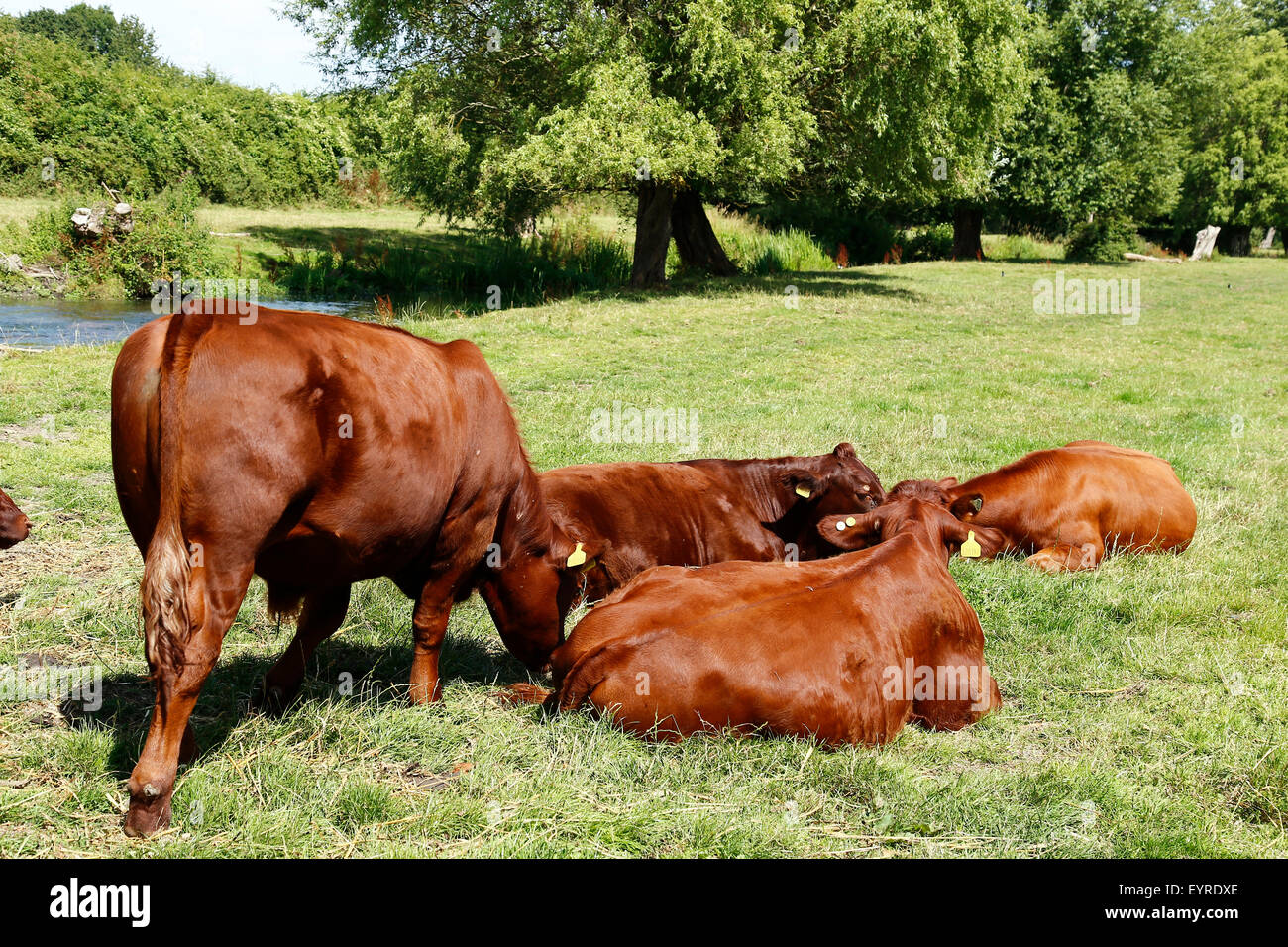 Red sussex hi-res stock photography and images - Alamy