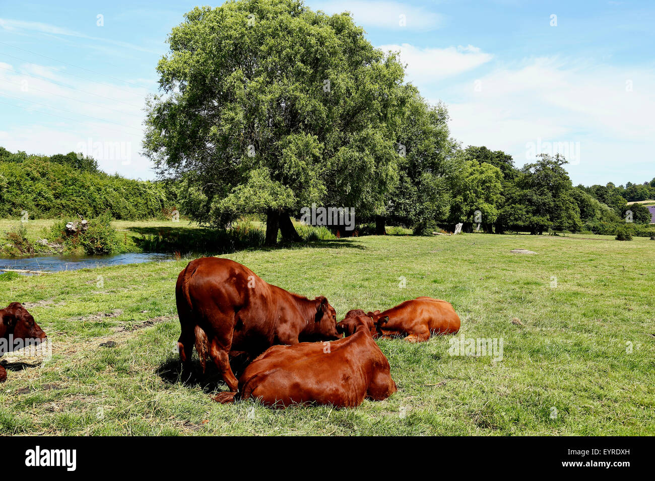 Red Sussex cows at Castle ffarm near sevenoaks in Kent Stock Photo - Alamy