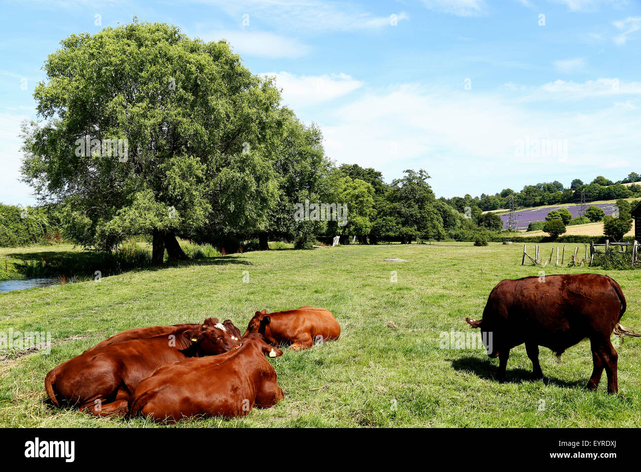 Red sussex cows castle farm hi-res stock photography and images - Alamy