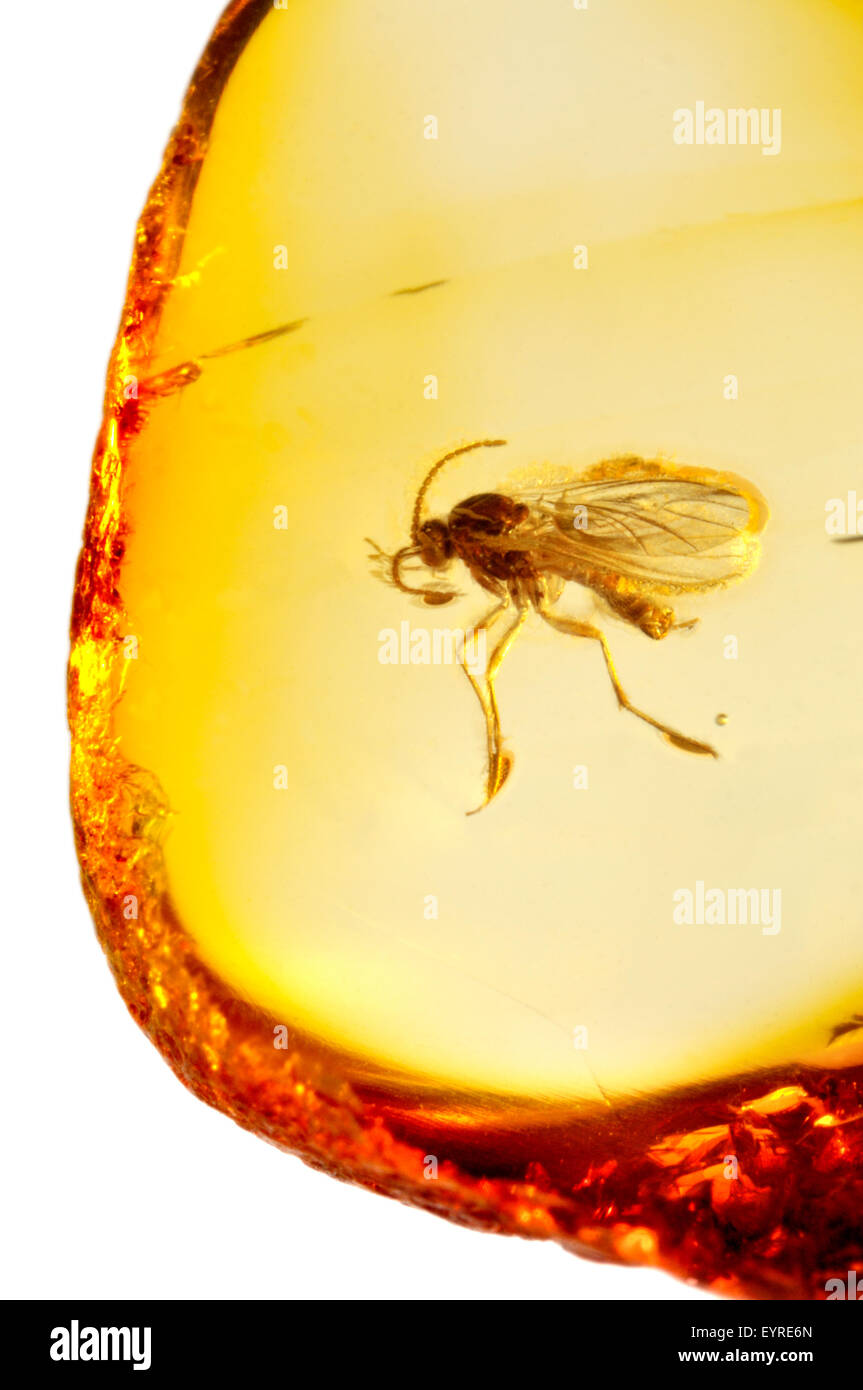 Prehistoric fly (c40-50m years old) preserved in Baltic amber from ...