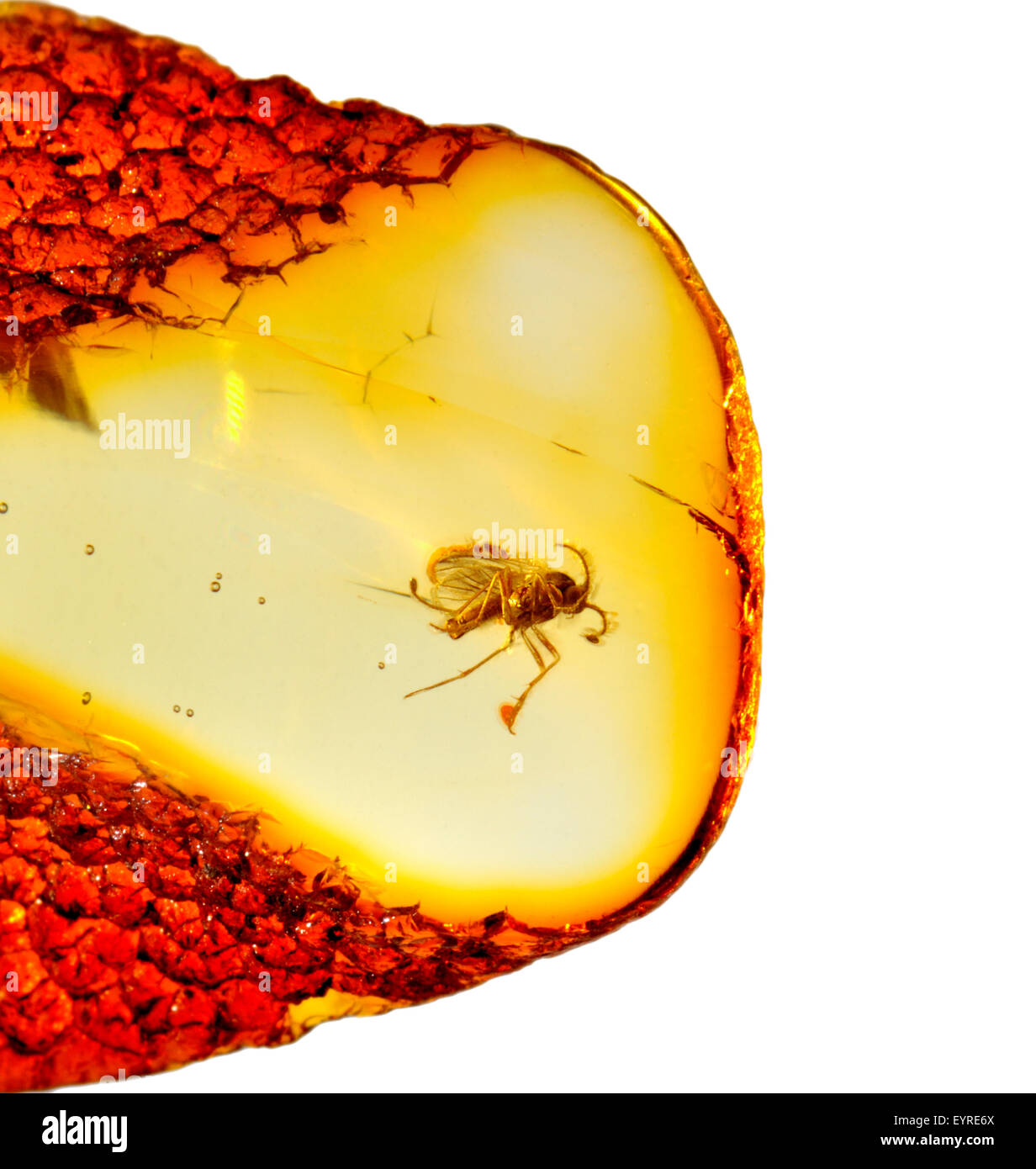 Prehistoric fly (c40-50m years old) preserved in Baltic amber from ...