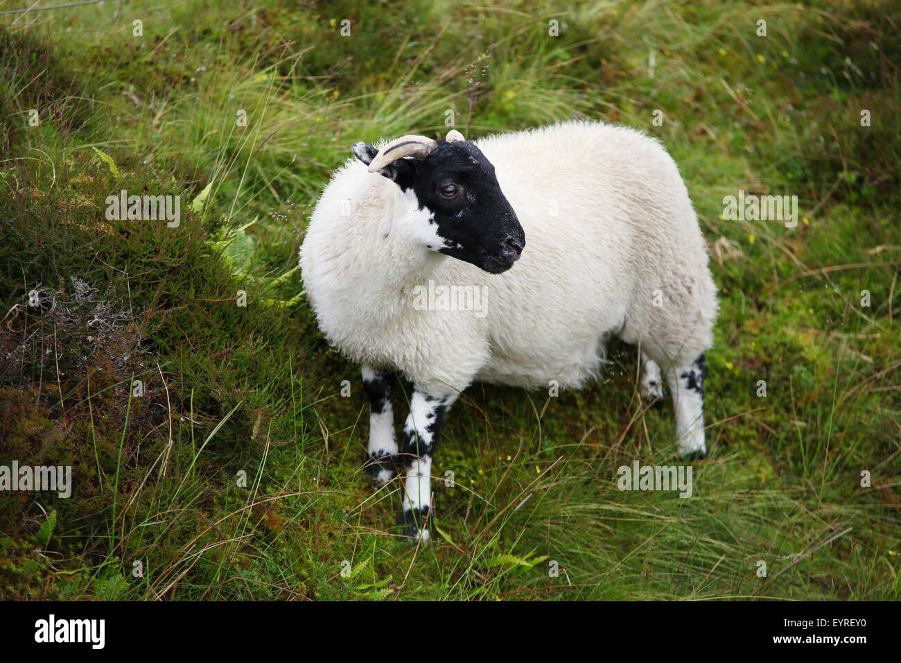 Scottish sheep hi-res stock photography and images - Alamy