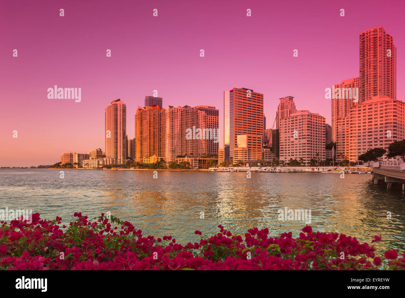 PINK BOUGAINVILLEA BLOSSOMS BRICKELL SKYLINE DOWNTOWN MIAMI FLORIDA USA ...
