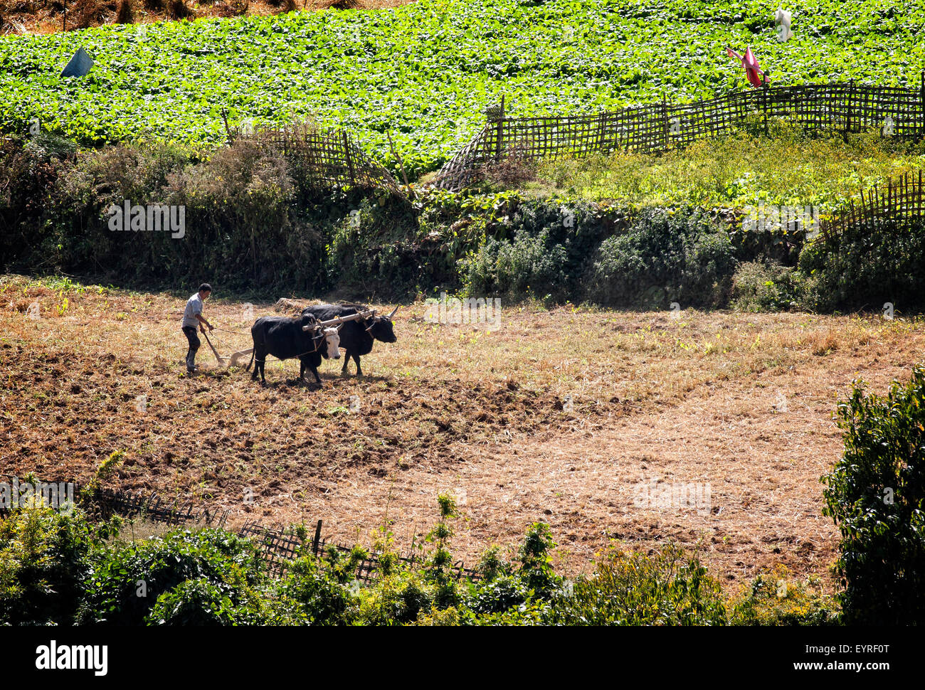 A Bhutanese farmer tills his field in central Bhutan Stock Photo - Alamy