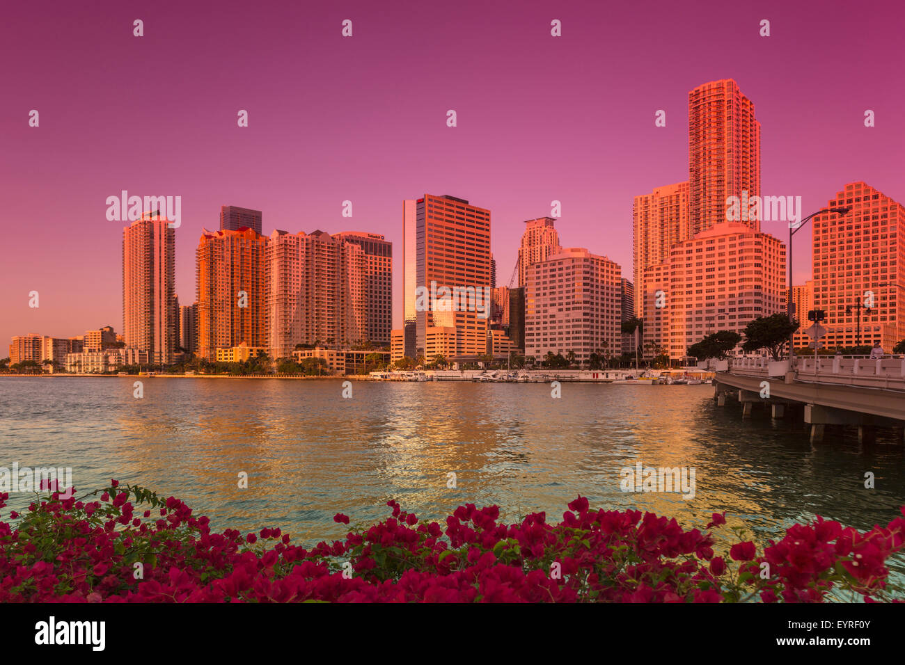 PINK BOUGAINVILLEA BLOSSOMS BRICKELL SKYLINE DOWNTOWN MIAMI FLORIDA USA ...