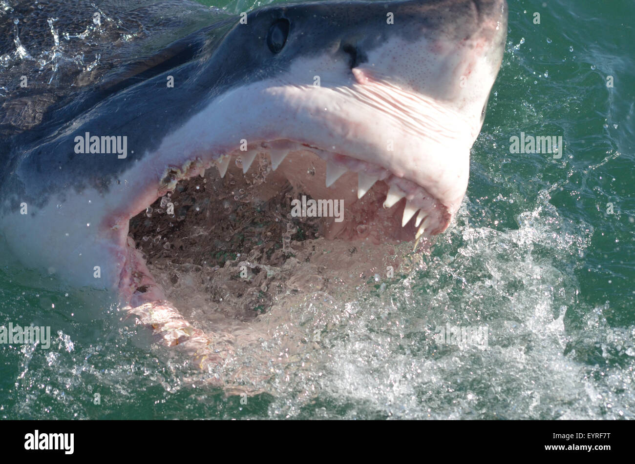 Great White Shark Jaws Open