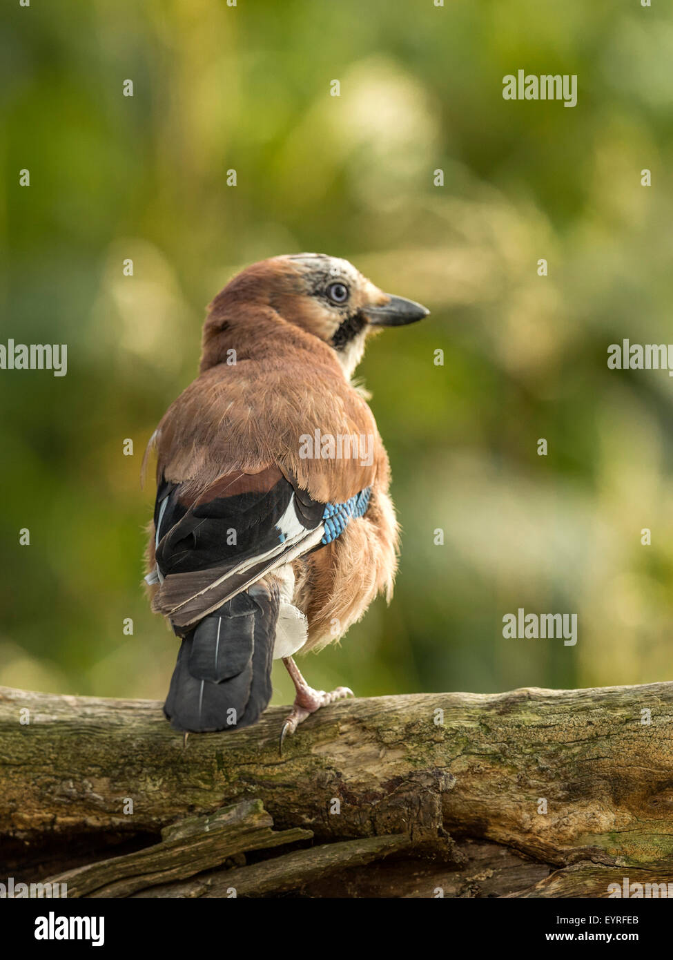 Jay bird uk hi-res stock photography and images - Alamy