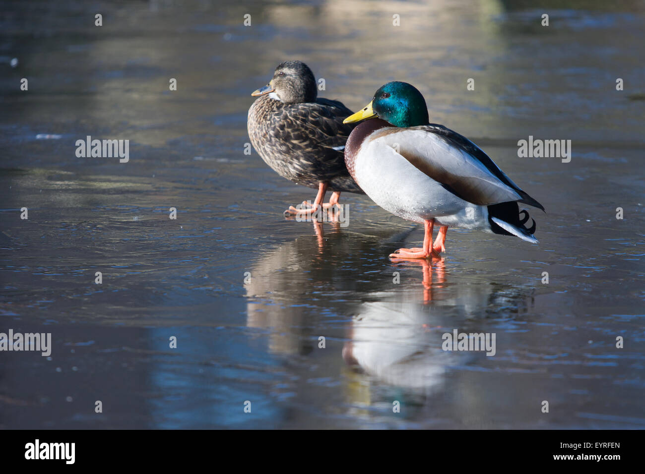 Two standing ducks hi-res stock photography and images - Alamy