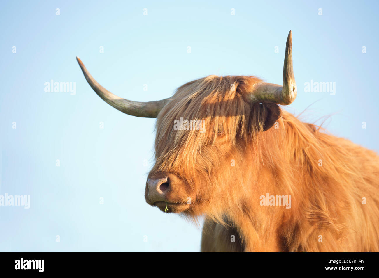 Scottish breed cows hi-res stock photography and images - Alamy
