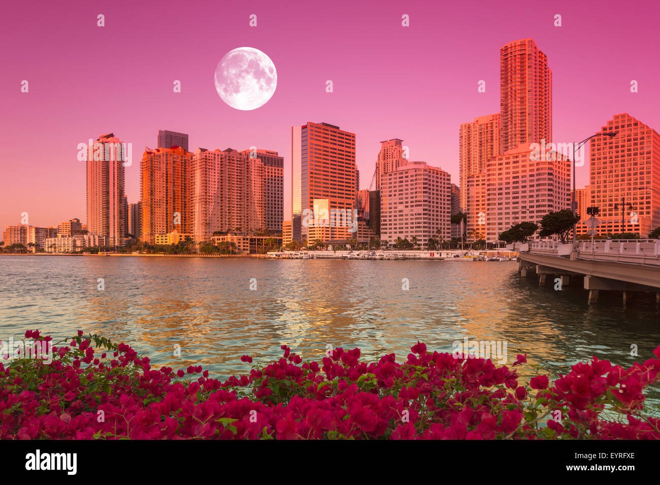 PINK BOUGAINVILLEA BLOSSOMS BRICKELL SKYLINE DOWNTOWN MIAMI FLORIDA USA ...
