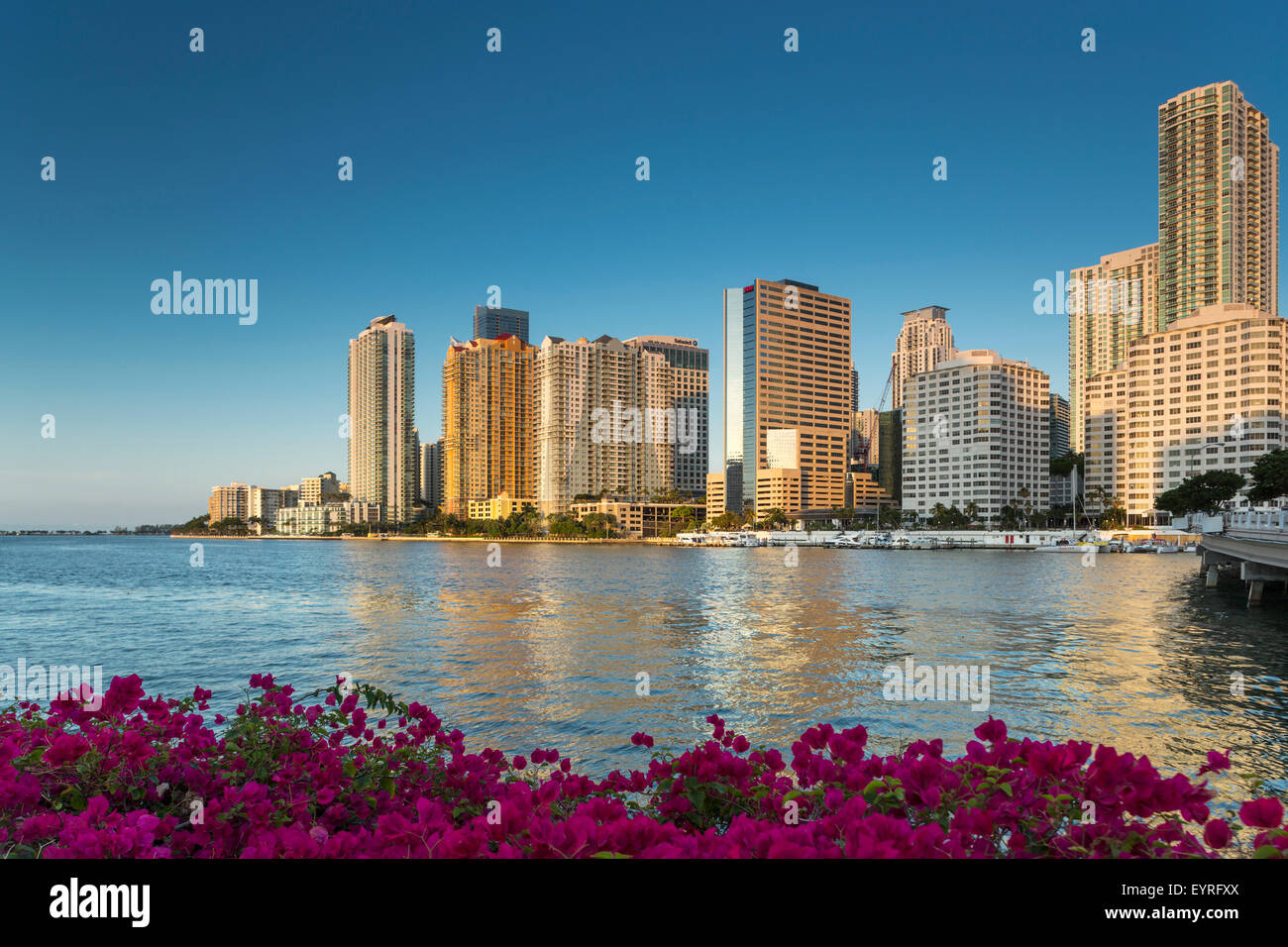 PINK BOUGAINVILLEA BLOSSOMS BRICKELL SKYLINE DOWNTOWN MIAMI FLORIDA USA ...