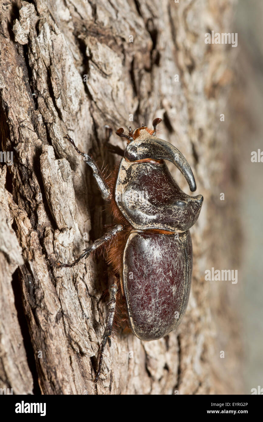 European Rhinoceros Beetle, Oryctes nasicornis, in Greece Stock Photo ...