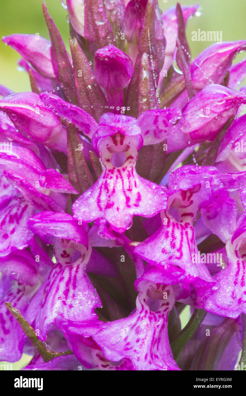 Individual flowers hi-res stock photography and images - Alamy