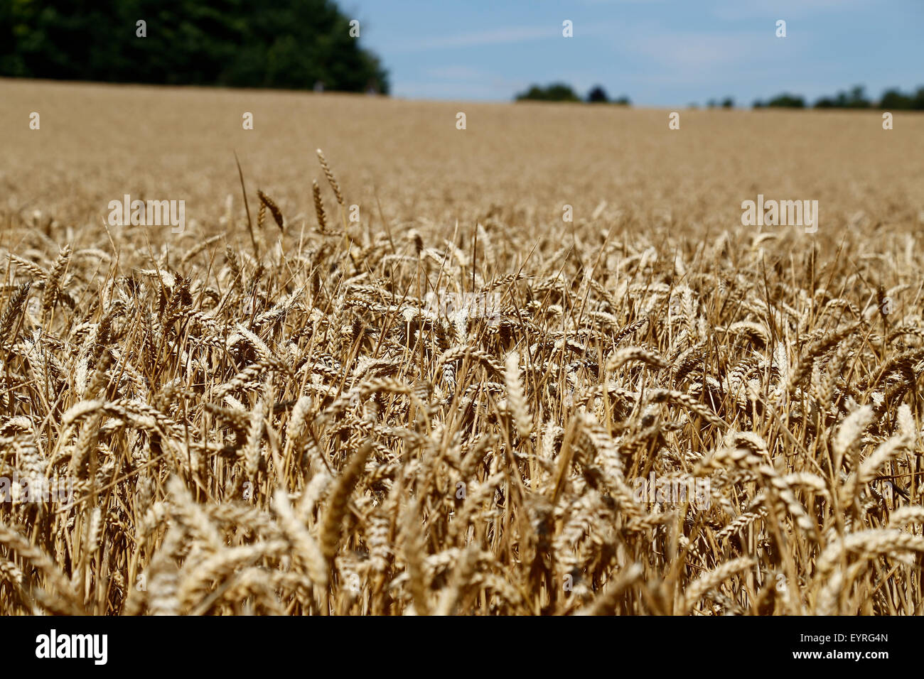 Wheat fields near Sevenoaks in Kent UK Stock Photo - Alamy