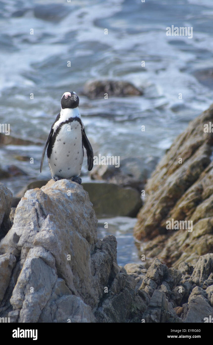 The South African Penguin Stock Photo - Alamy