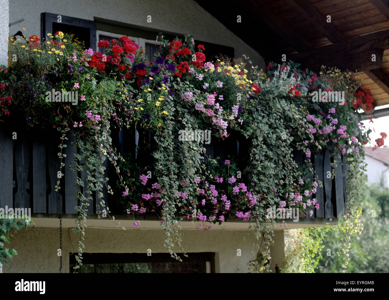 Balkonblumen hi-res stock photography and images - Alamy