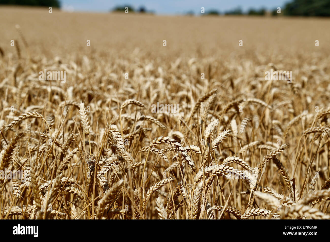 Wheat fields uk hi-res stock photography and images - Alamy
