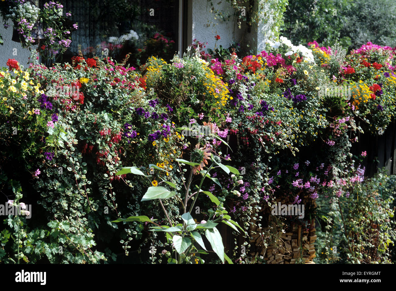 Balkonblumen hi-res stock photography and images - Alamy
