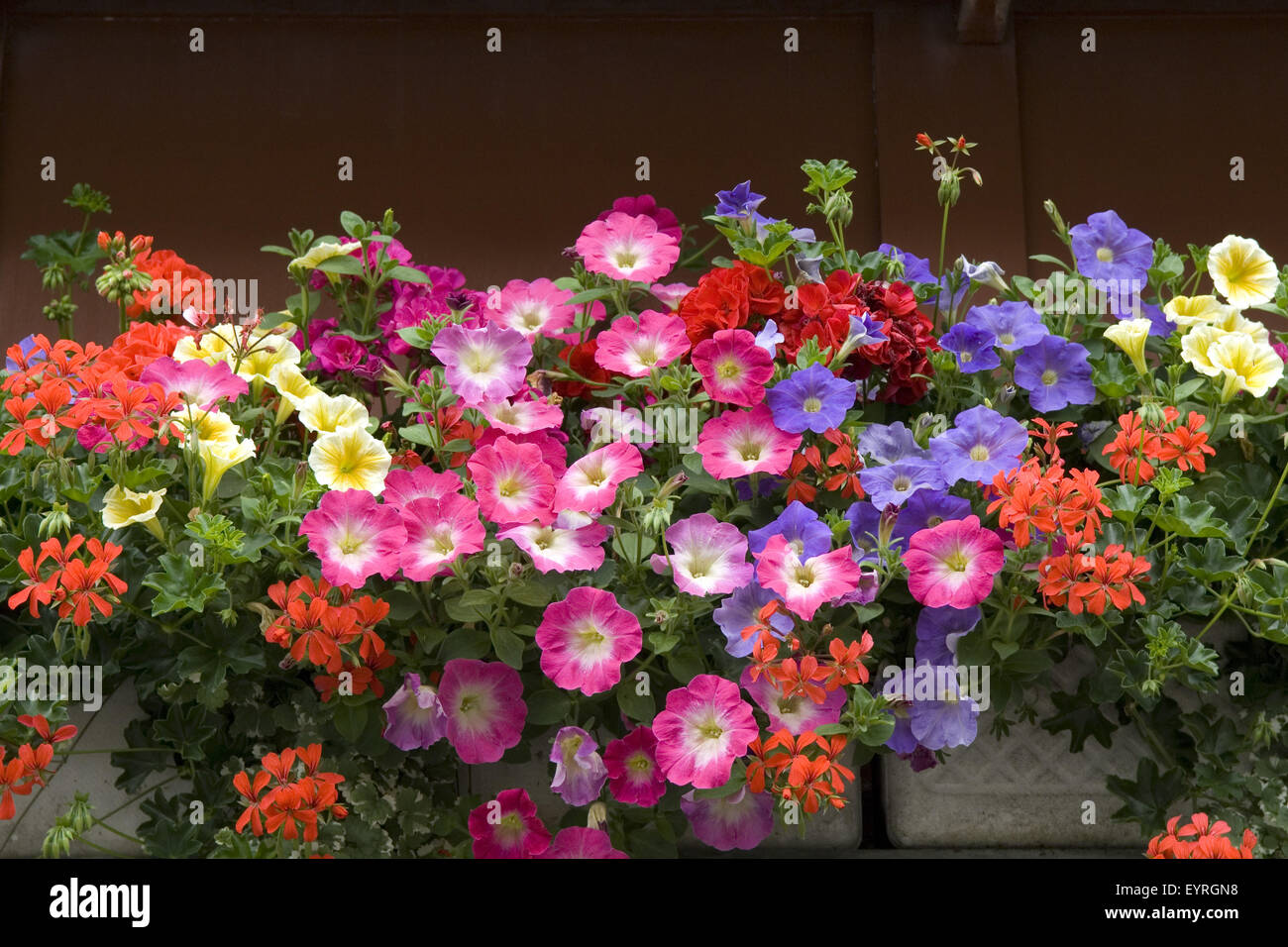 Balkonblumen Surfina Geranien High Resolution Stock Photography and ...