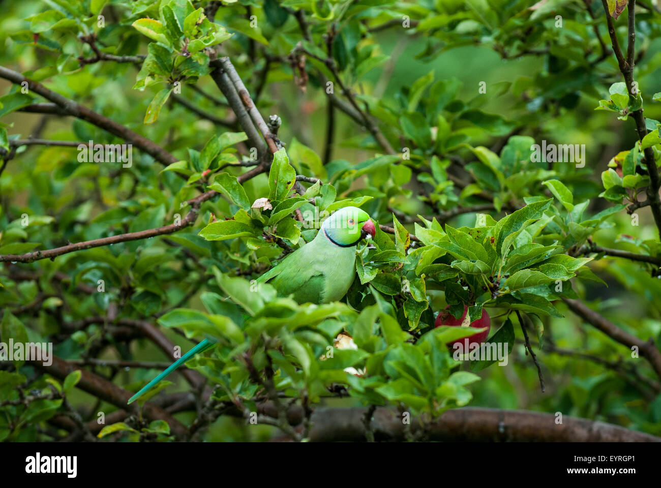 Red ringed black bird hi-res stock photography and images - Alamy