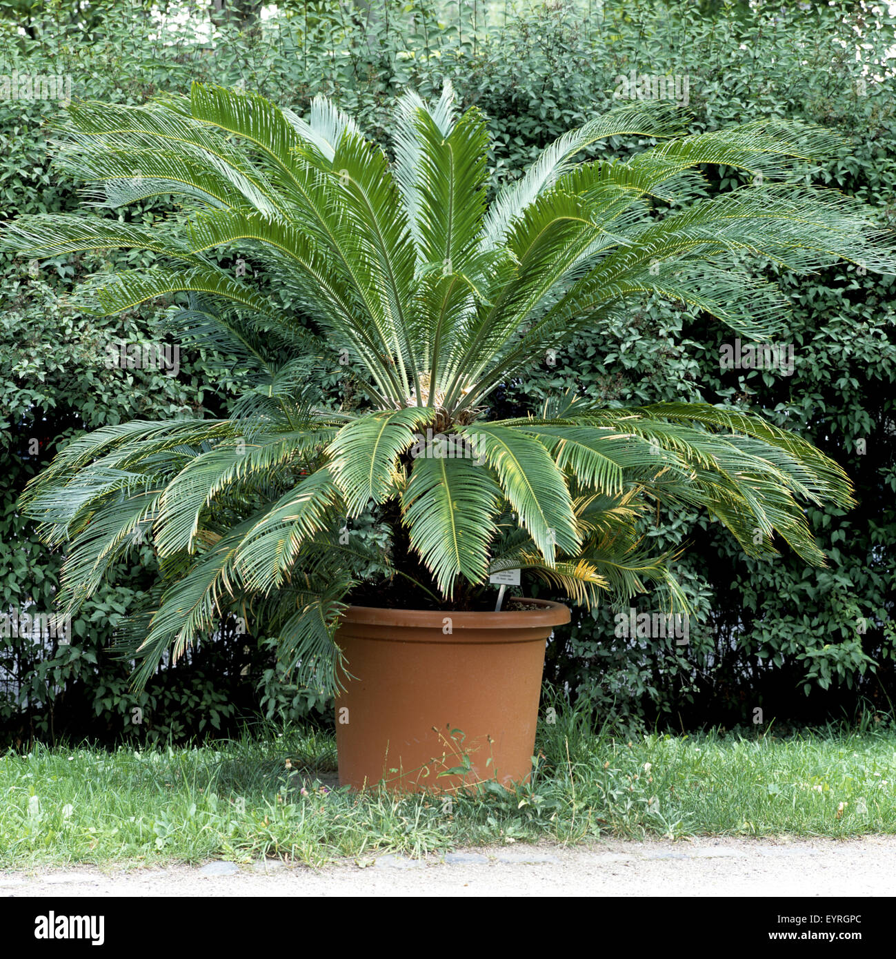 Cycas Revoluta Pot High Resolution Stock Photography and Images - Alamy