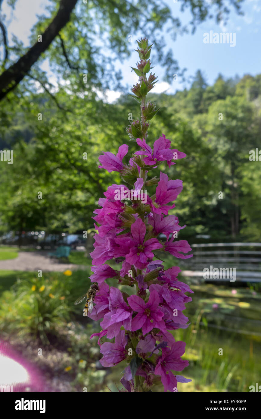 Switzerland. Purple flower and large wasp or hornet Stock Photo - Alamy