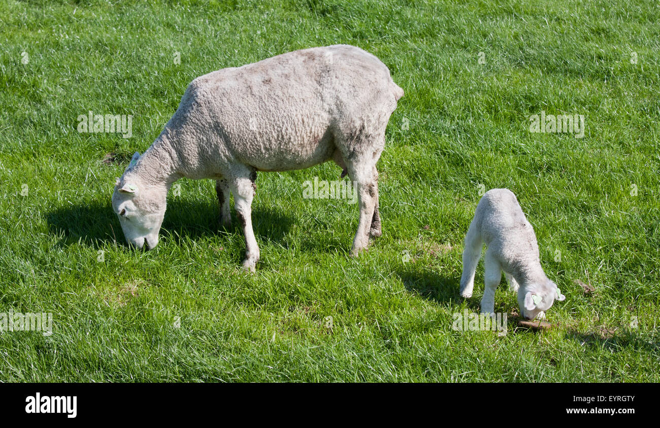 Sheep with her little lamb Stock Photo - Alamy