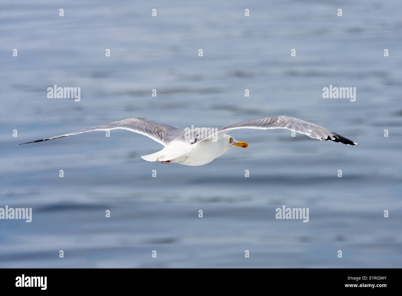 Seagull beautiful spreading wings hi-res stock photography and images ...