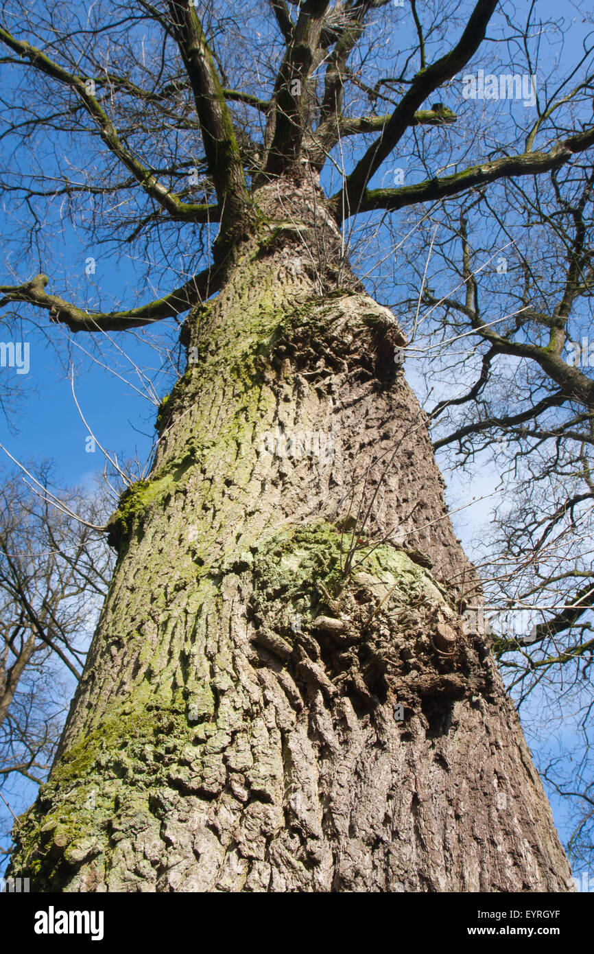 Facing a very big tree in springtime Stock Photo - Alamy